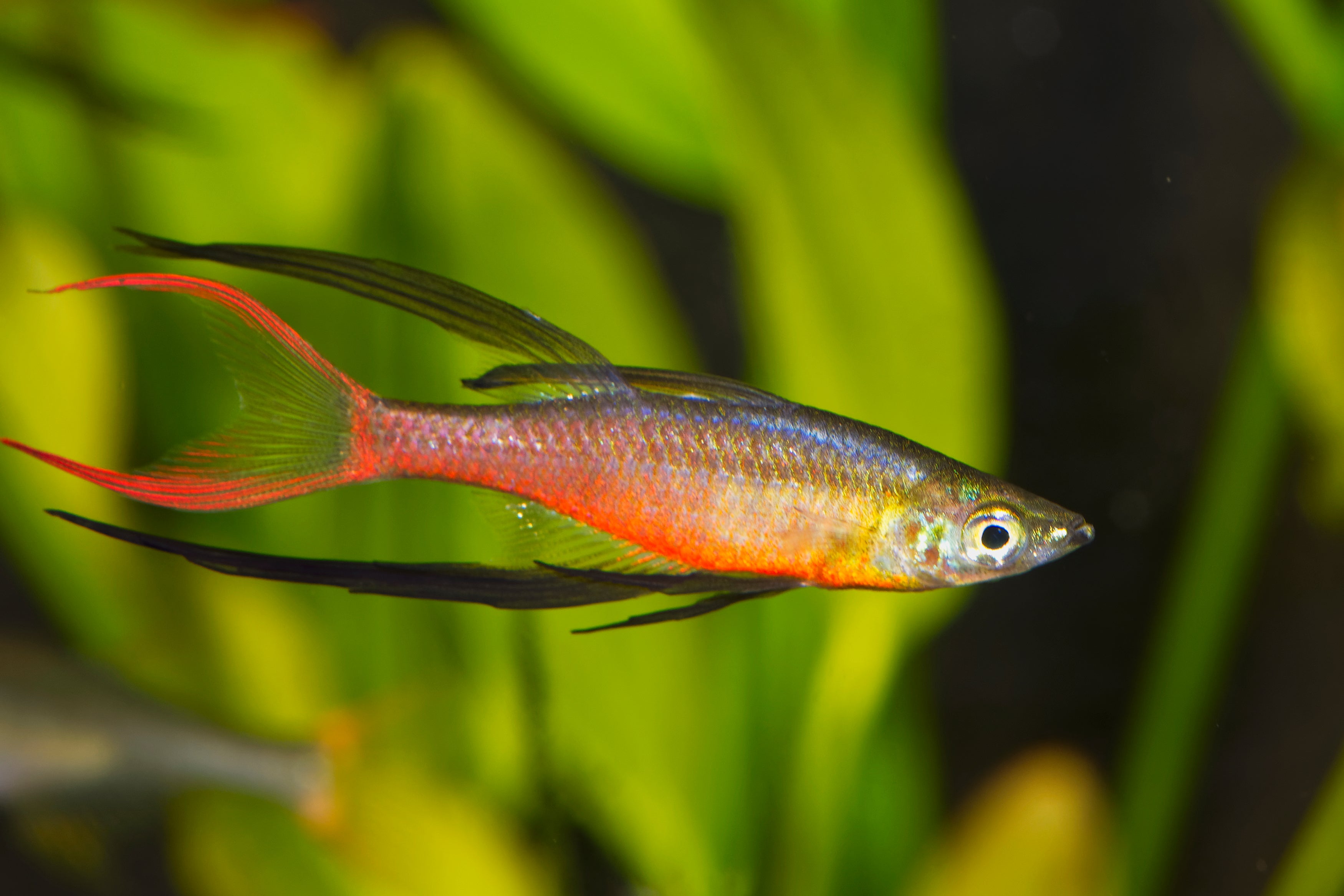 Fish – 🐟Liverpool Creek Aquariums - WHOLESALE