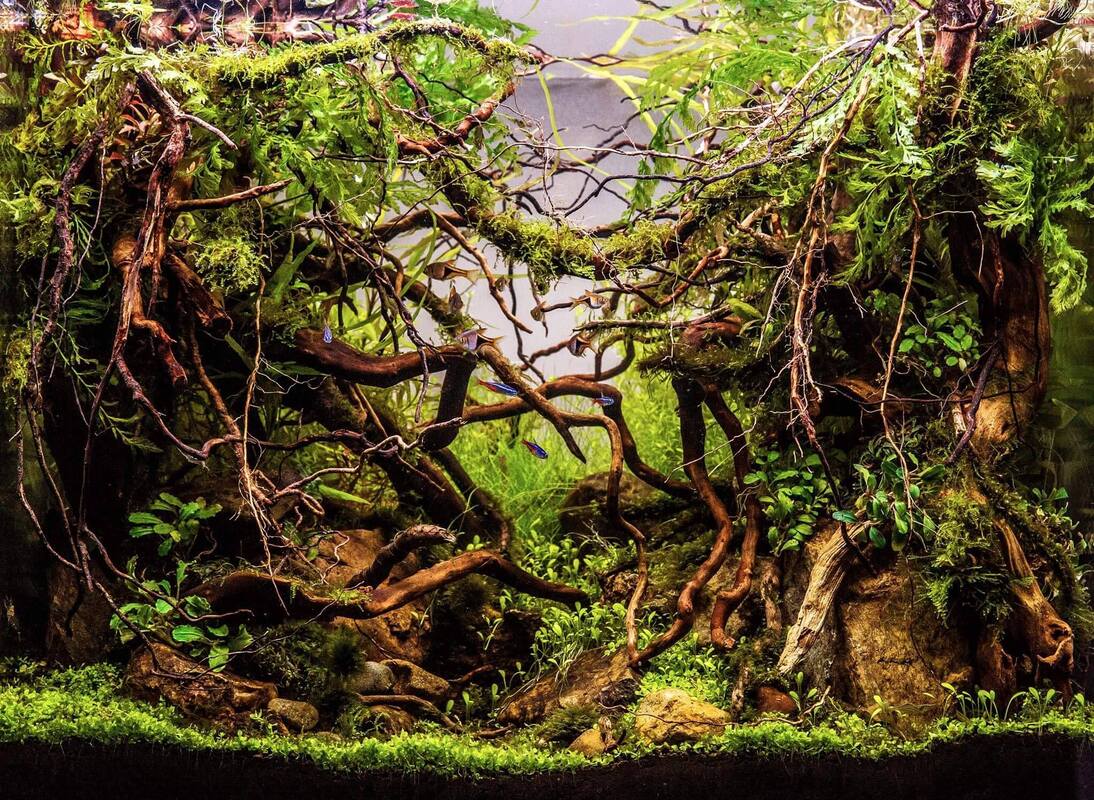 🐟Liverpool Creek Aquariums - WHOLESALE – 🐟Liverpool Creek Aquariums ...